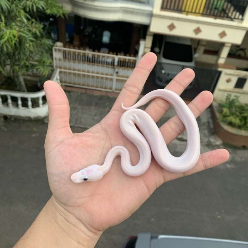 Jual Ball Python Lucy Termurah - Harga Grosir Terupdate Hari Ini | Blibli