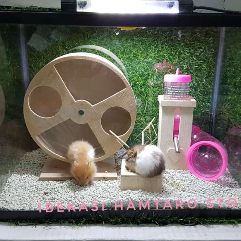 Promo TERRARIUM kandang Hamster syirian Aquarium Medium Diskon 33% di ...