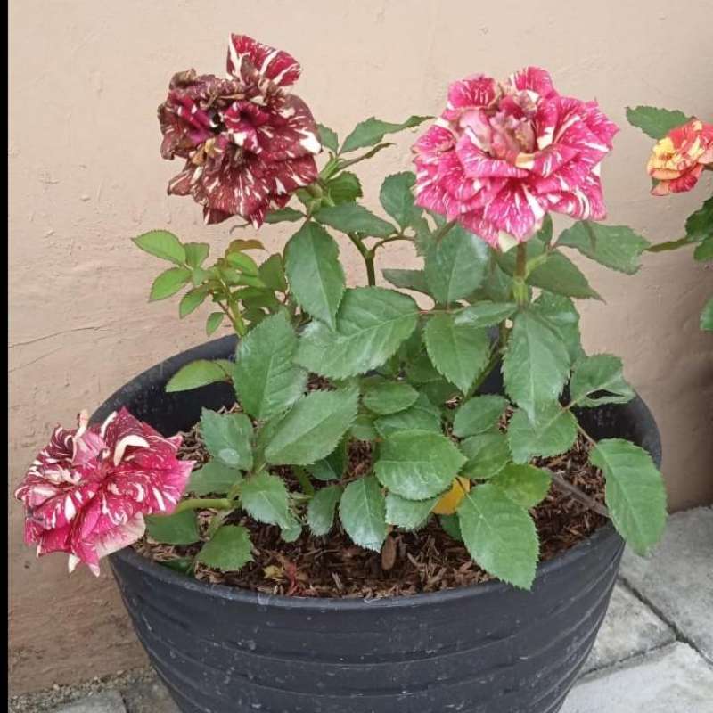 Tanaman Bunga Mawar - Harga Terbaru Juni 2024 | Blibli