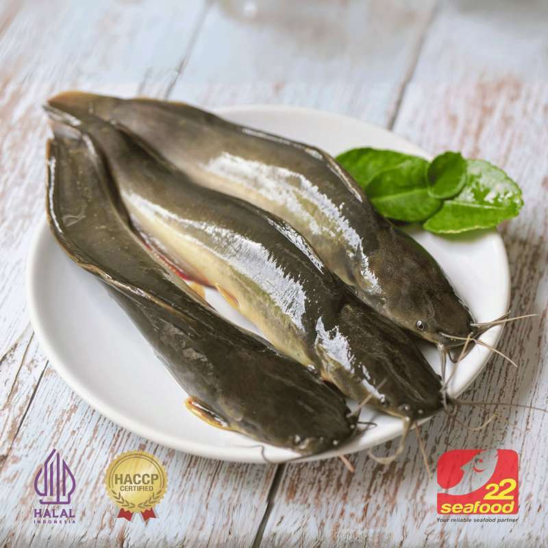 Jual Ikan Lele Per Kg Termurah - Harga Grosir Terupdate Hari Ini | Blibli