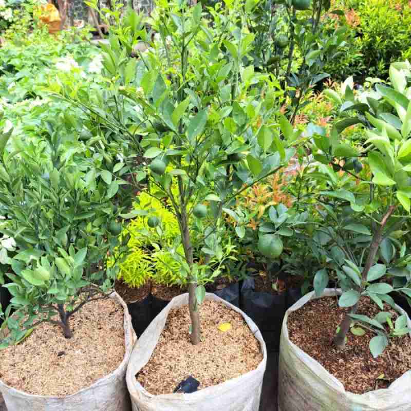 Jual Tanaman Jeruk Limo Rimbun/ Pohon Jeruk Limo Berbuah Banyak Di ...