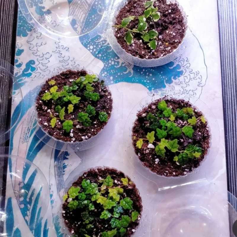 Jual Ficus Pumila Quercifolia/thunbergii/ String Of Frogs - Viva ...