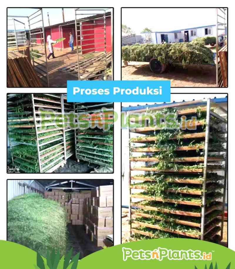 Promo Timothy Hay Grass Twist - Treat Snack Kelinci Chinchilla Guinea ...