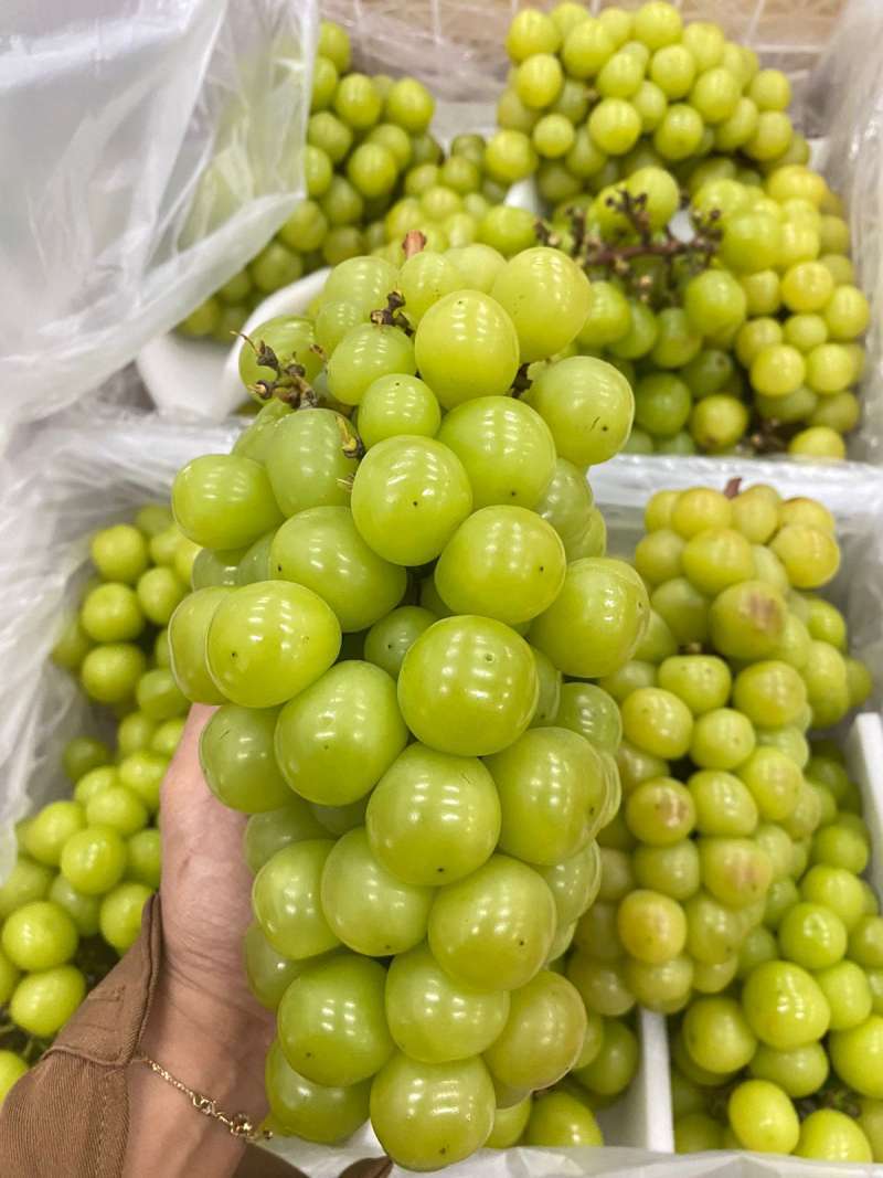 Anggur Muscat 1 Kg Gratis Ongkir 🔥 Harga Murah April 2026