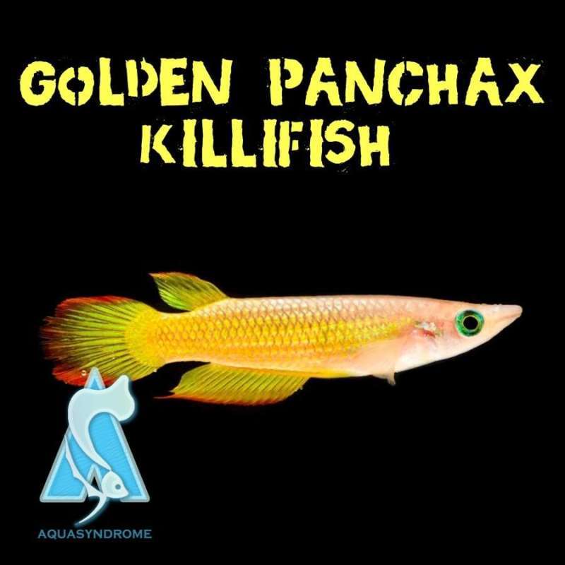 Jual Ikan Golden Panchax Killifish Golden / Ikan Hias Air Tawar ...