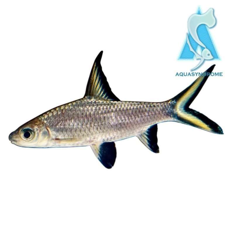 Ikan Hias