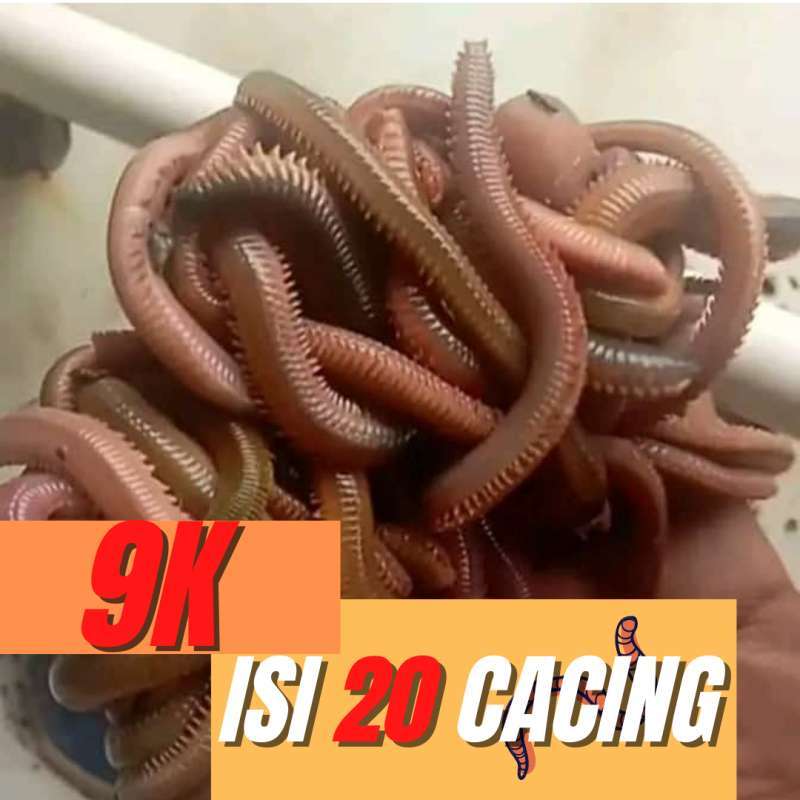 Jual Jual Lengki murah cacing kilung cacing laut di Seller FIVETH ...
