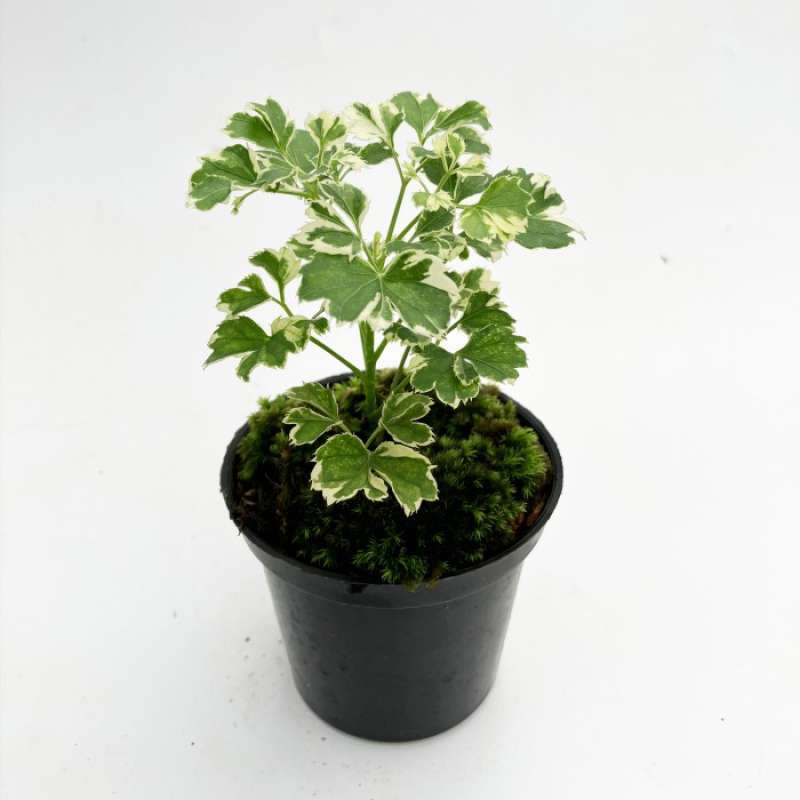 Jual Polyscias fruticosa 'Dwarf' Variegata - paludarium / terrarium di ...