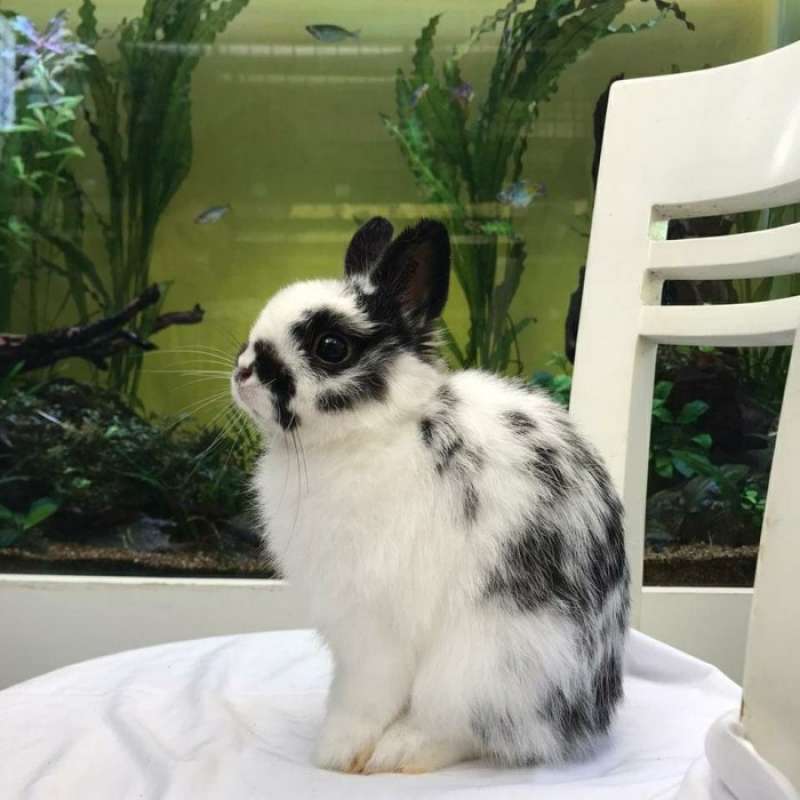 Jual Kelinci Nederland Dwarf Termurah - Harga Grosir Terupdate Hari Ini ...