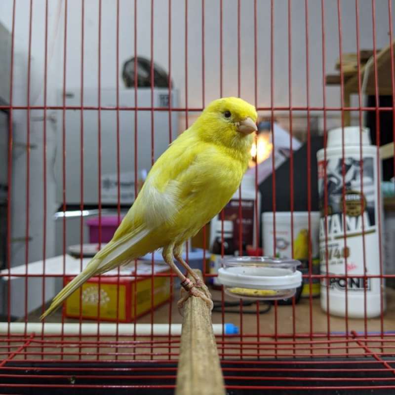 Harga Burung Kenari F1