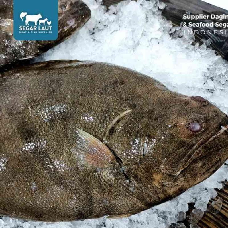 Jual Ikan Sebelah | Fresh Di Seller Segar Laut Meat & Fish Supplie ...