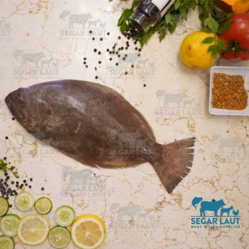 Jual Ikan Sebelah | Fresh Di Seller Segar Laut Meat & Fish Supplie ...