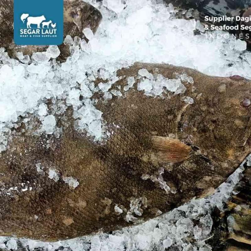 Jual Ikan Sebelah | Fresh Di Seller Segar Laut Meat & Fish Supplie ...
