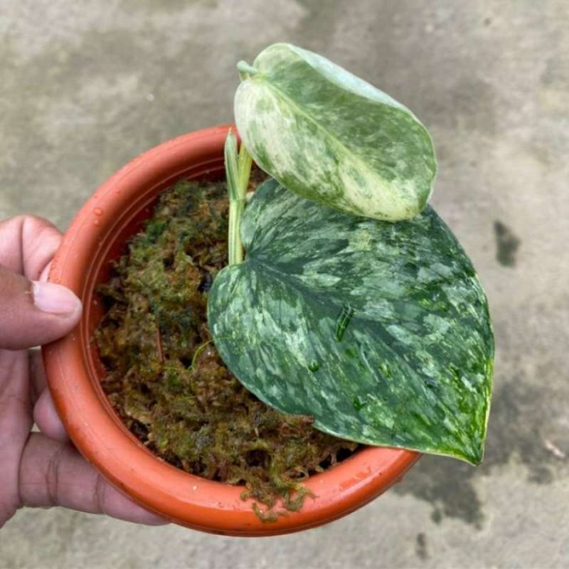 Promo scindapsus halimoon varigata - kode HM02 Diskon 23% di Seller ...