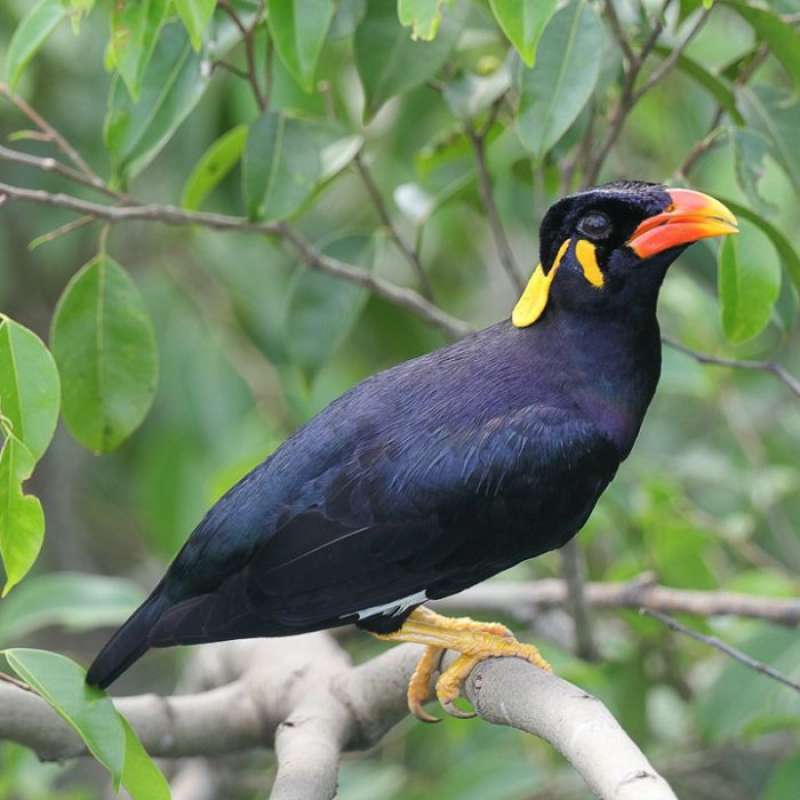 Jual Burung Beo Anakan Muda Hutan Istimewa Di Seller Aaron - Kebon ...