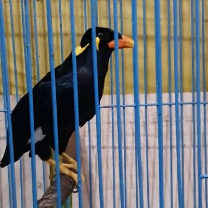 Jual Burung Beo Anakan Muda Hutan Istimewa Di Seller Aaron - Kebon ...