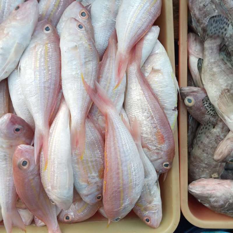 Jual Ikan Terisi Trisi Kuniran Kurisi Fresh Segar Di Seller Doyan ...
