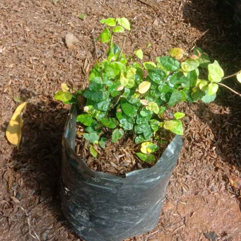 Promo Tanaman rambat dollar kecil | pohon rambat dollar kecil dinding ...