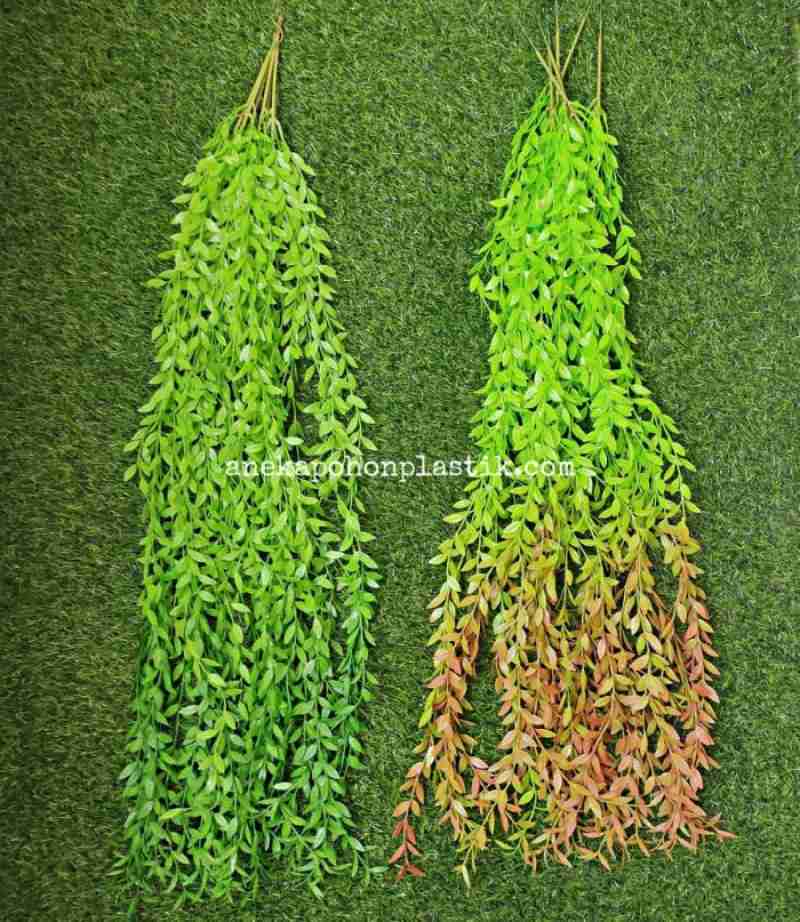 Promo Daun Rambat Juntai Gradasi Warna Hijau Muda Merah Tanaman ...