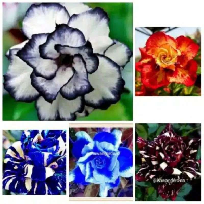 Promo Tanamanhias Adenium / Paket 5 Bunga Tumpuk Diskon 23% di Seller ...