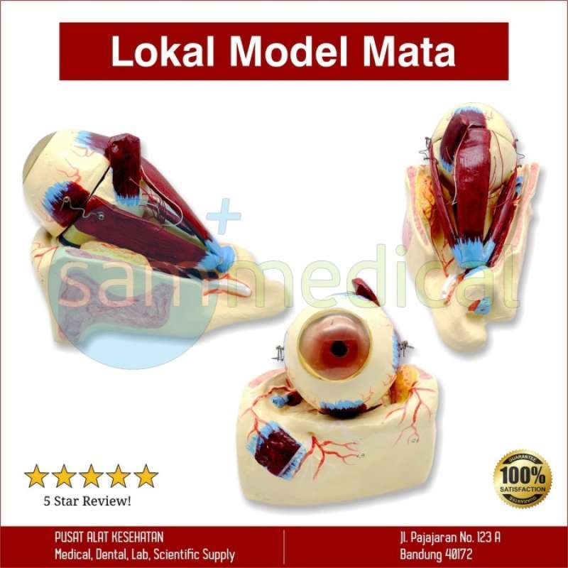 Jual Alat Peraga Phantom Manikin Lokal Model Mata Di Seller Sam Medical ...