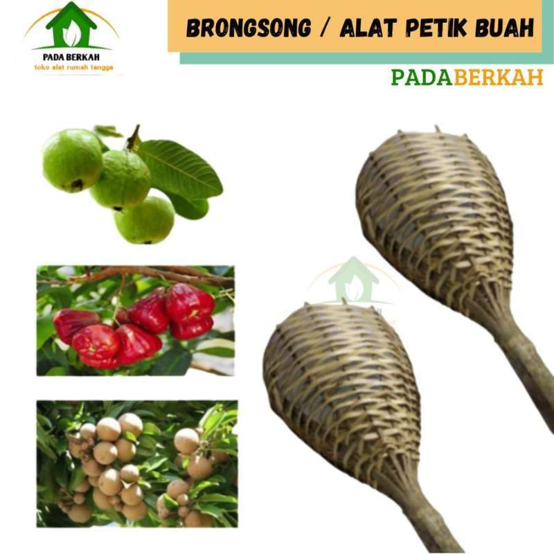 Jual Buah Bambu Harga Termurah Dan Terlengkap 2024 | Blibli