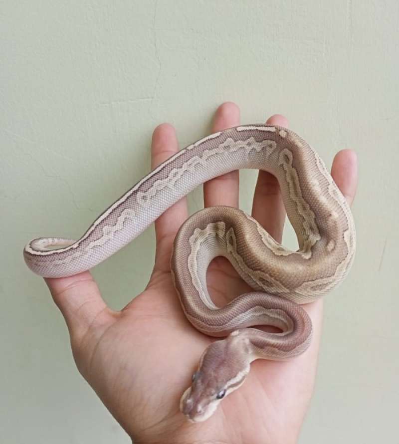 Promo ball python lesser cinnamon HRA Diskon 33% di Seller Toko Imang - Tugu Selatan, Kota ...