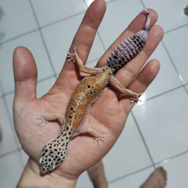 Promo Leopard Gecko Mack Snow Enigma Eclipse (blackhole) Diskon 33% Di ...