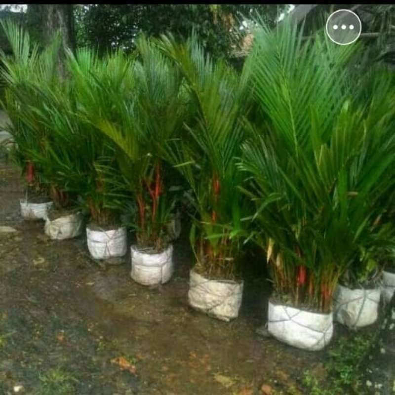 Pohon Pinang Merah