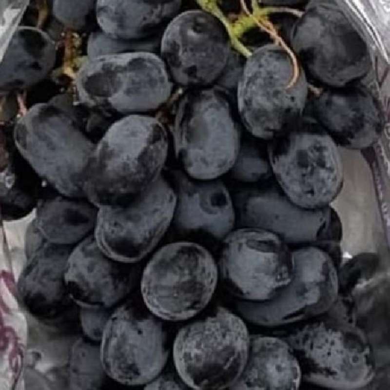 Jual Bibit Unggul Anggur Hitam Autumn Rrc|biji Benih Anggur Autumn Rrc ...