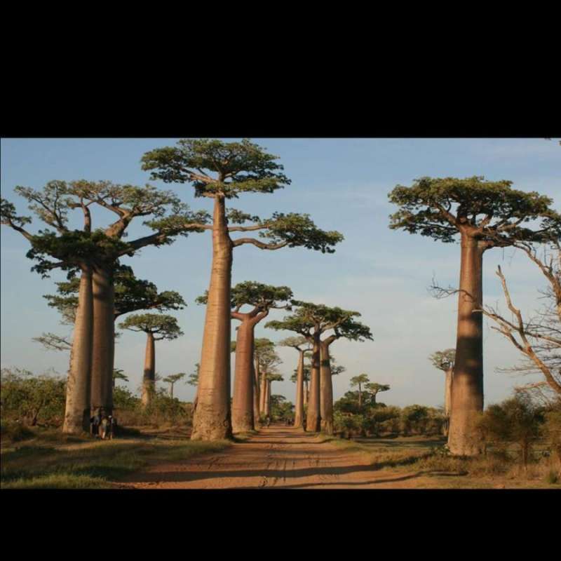 Jual Bibit Unggul Pohon Hias Baobab|benih Pohon Kaki Gajah |tanaman ...