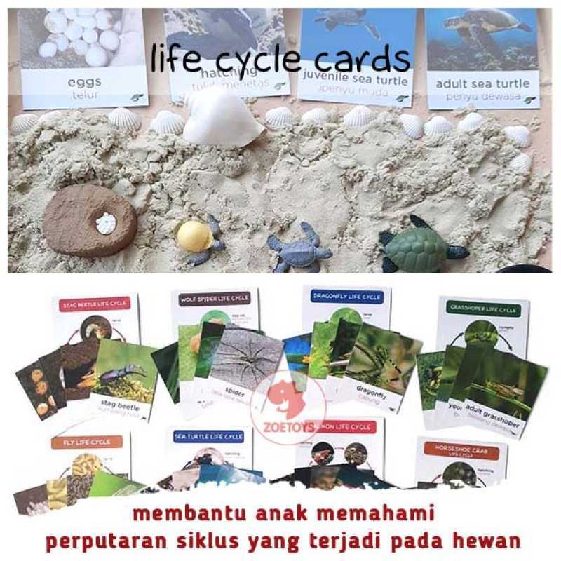 Jual Zoetoys Life Cycle Cards | Flashcards Kartu Siklus Hidup Hewan Of ...