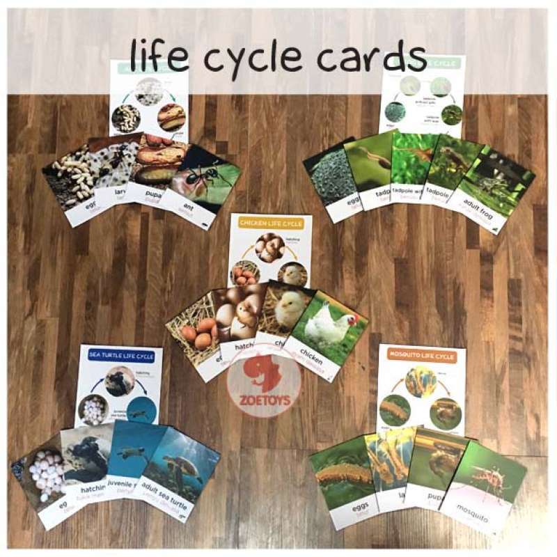 Jual Zoetoys Life Cycle Cards | Flashcards Kartu Siklus Hidup Hewan Of ...