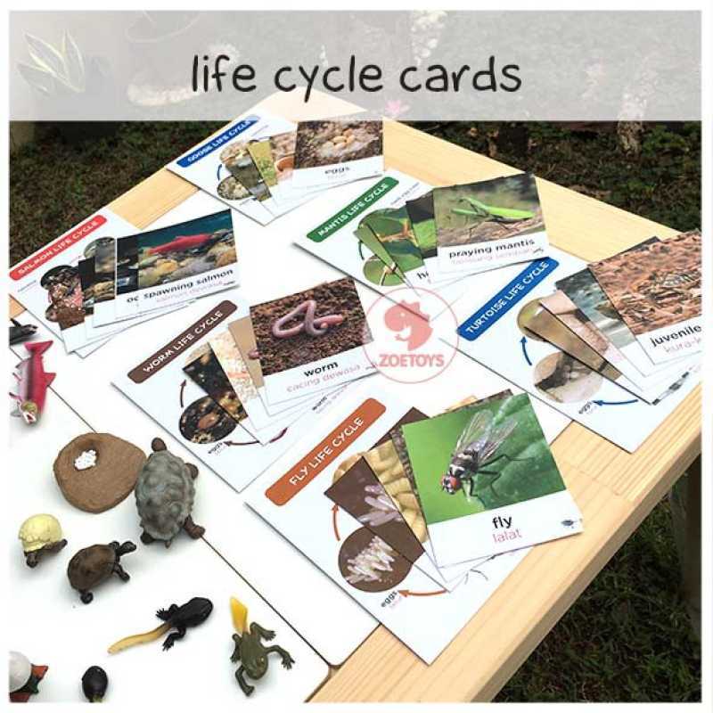 Jual Zoetoys Life Cycle Cards | Flashcards Kartu Siklus Hidup Hewan Of ...