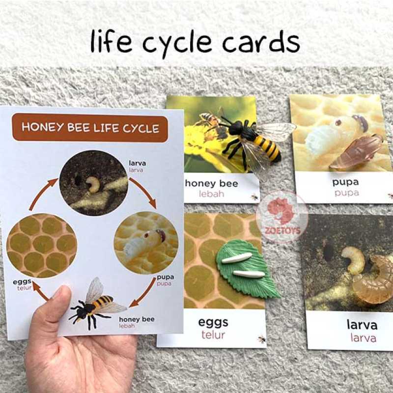 Jual Zoetoys Life Cycle Cards | Flashcards Kartu Siklus Hidup Hewan Of ...