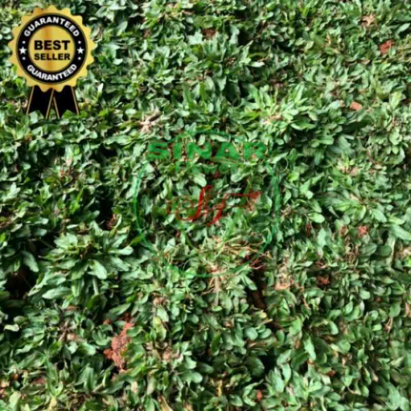 Promo Rumput Gajah Mini Satu Karung/rumput Taman/rumput Hias 2m² Diskon ...