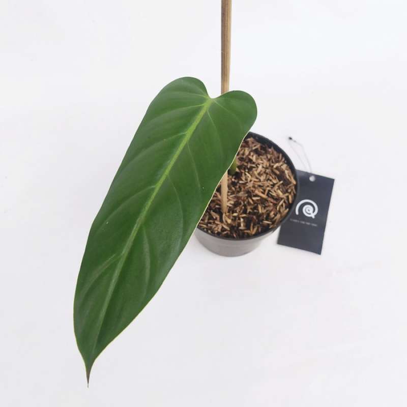 Promo Philodendron bernardopazii - Tanaman hias koleksi / Houseplant / philo Diskon 33% di ...