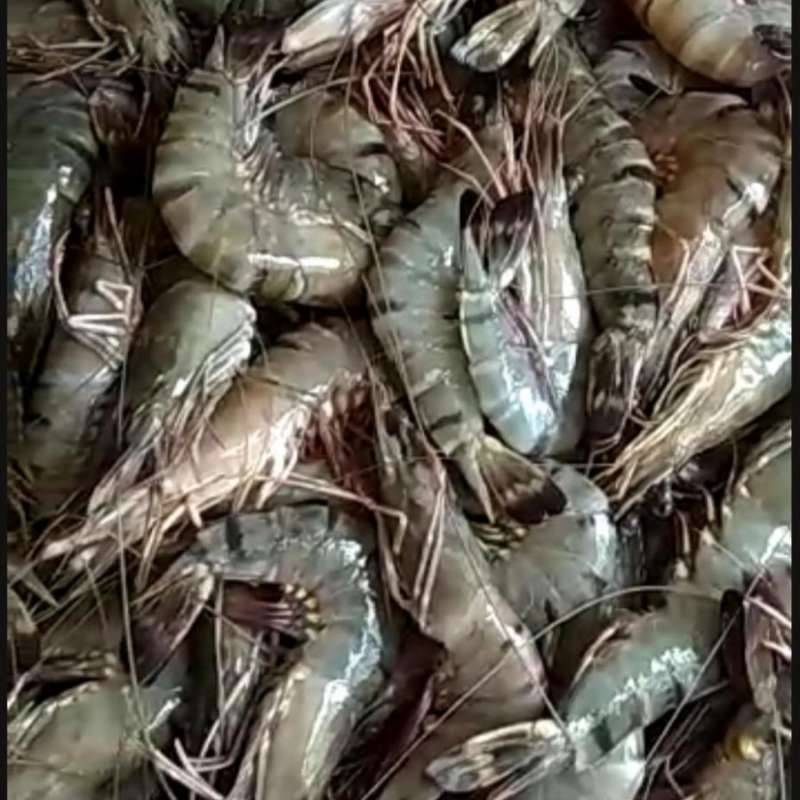 Jual Udang Tiger / Udang Windu /black Tiger Prawn 1kg Di Seller Kent ...