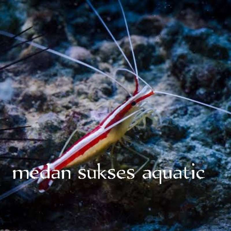 Promo #1A Cleaner Shrimp / Udang Pelet / Air Laut / TankMate Nemo ...
