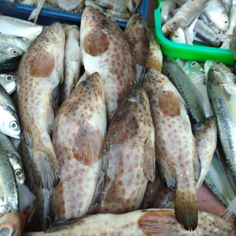 Jual Ikan Kerapu Totol Lada Segar Di Seller Fikri Food Pengasinan