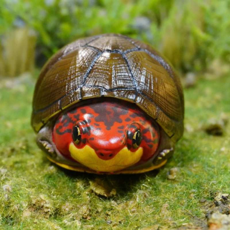 Promo LAUGH AND GROW FAT - TURTLES - K. S. CRUENTATUM - LUTOFIA Diskon ...