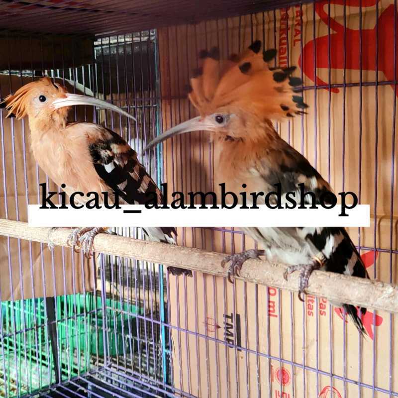 Jual Jenis Jenis Burung Hud Hud Original Harga Termurah Juni 2024 | Blibli