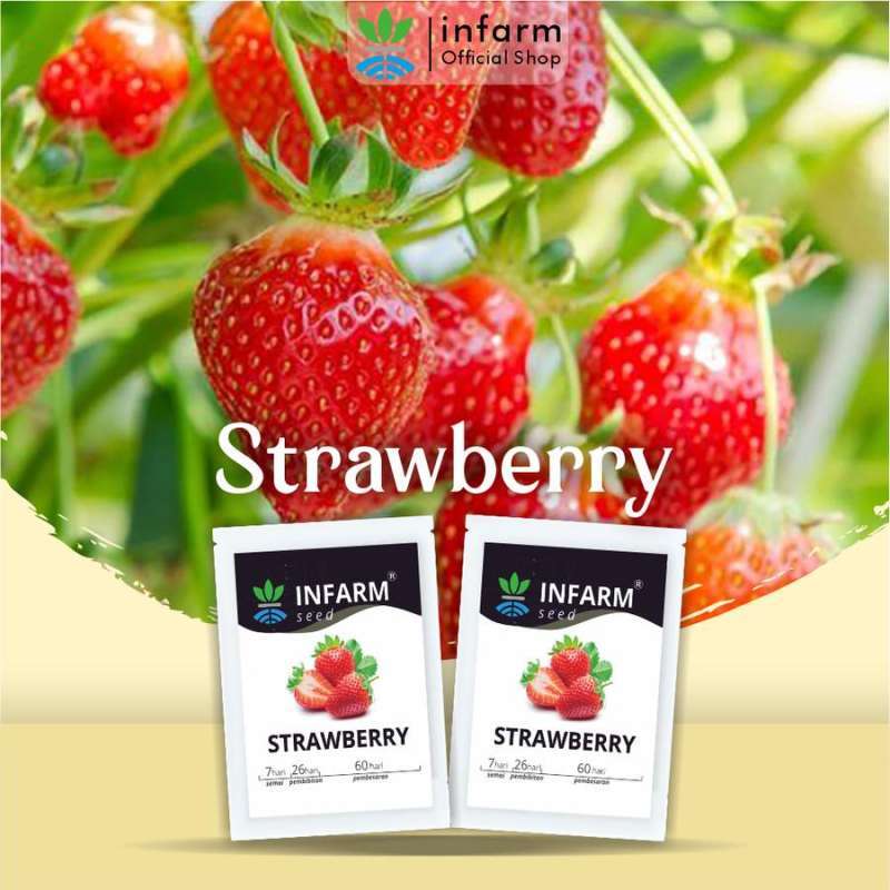 Jual Benih Super Strawberry Infarm (red Giant Strawberry Fragaria ...