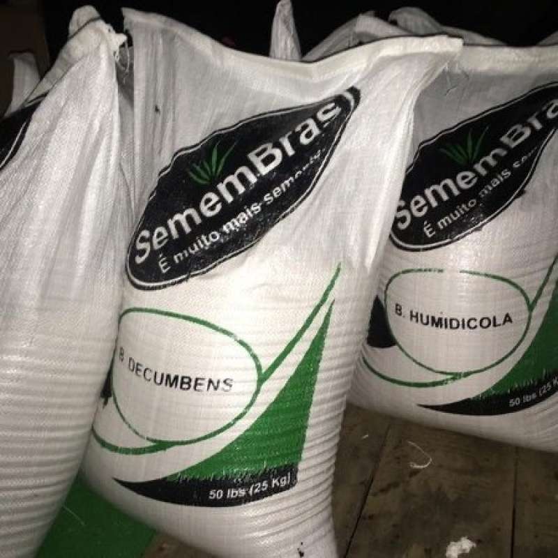 Promo Benih Rumput Brachiaria Humidicola / Decumbens /hybrid ...