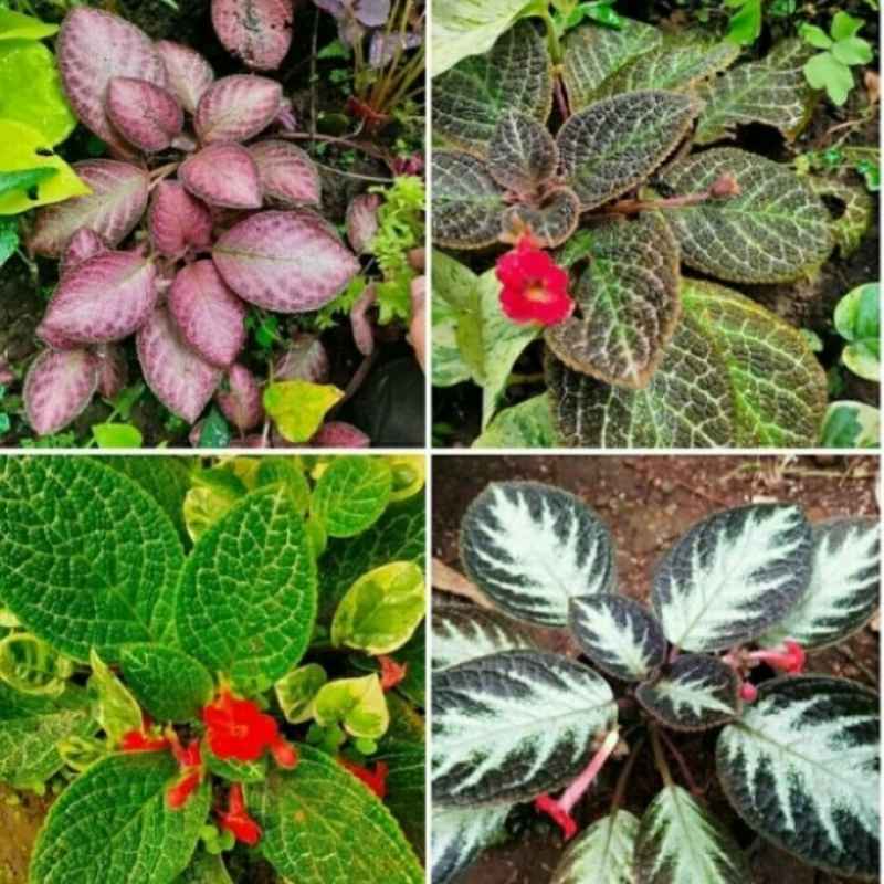 Jual Paket Tanaman Hias Episcia 4 Jenis - Tanaman Gantung Di Seller ...