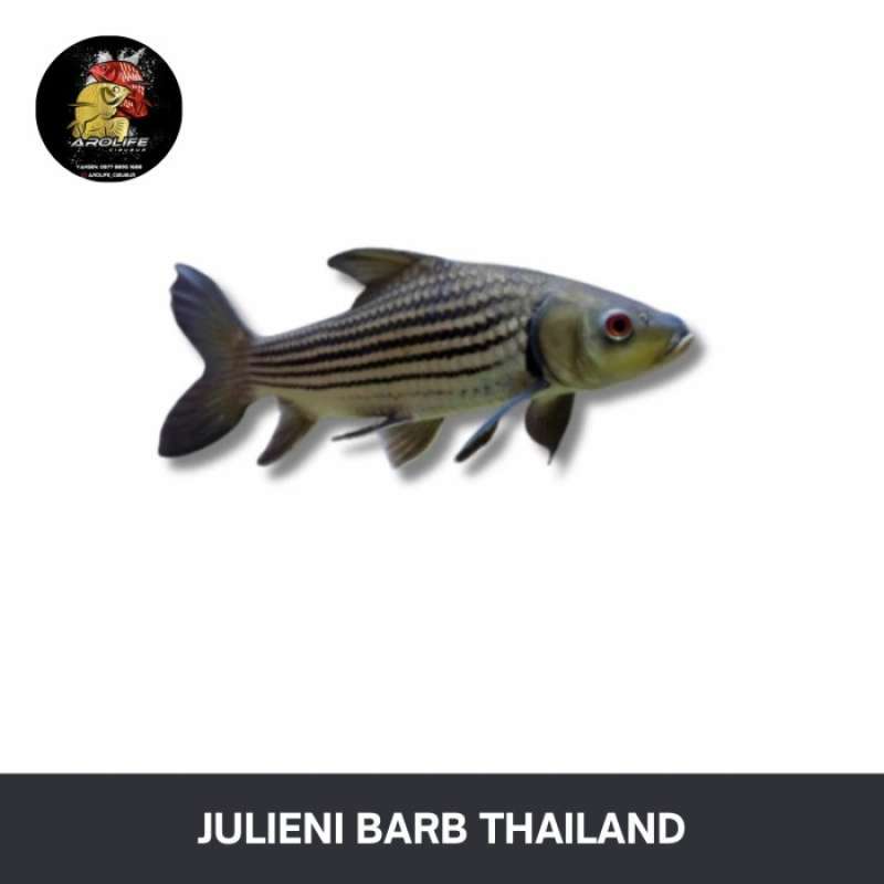Jual Ikan Hias Julieni Barb Juleini Hiasan Aquarium Air Tawar Tankmate ...