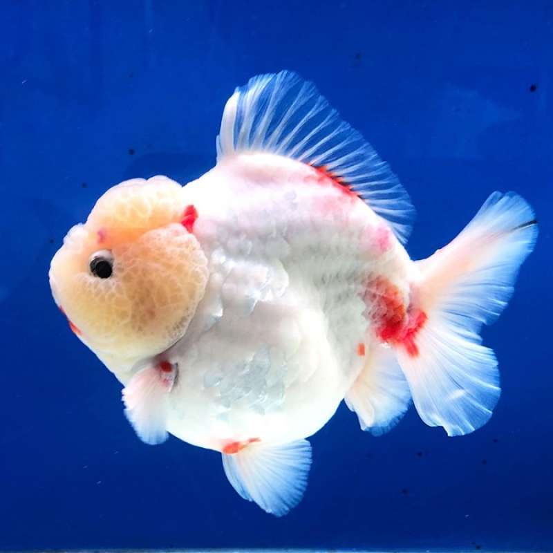 Jual Ikan Mas Koki Oranda Ost Osb Short Tail Short Body Ekor Pendek ...