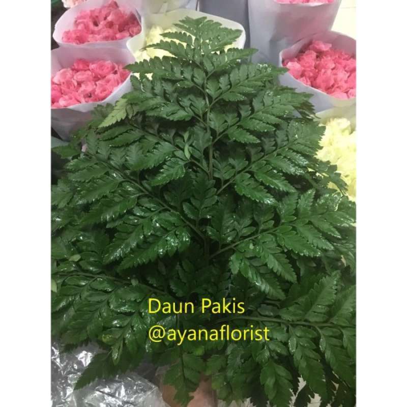 Promo Daun Pakis Asli Fresh Segar Per 10 Tangkai | Ayana Flst Diskon 23 ...