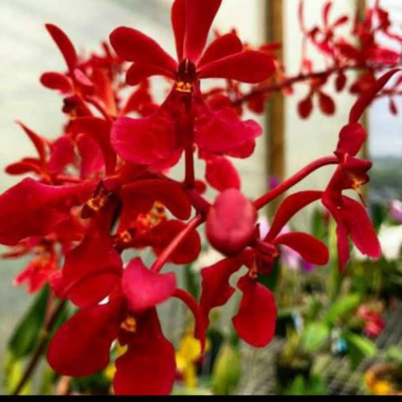 Jual Anggrek Merah Renanthera Kalsom Di Seller Amartha Store - Kalibata ...