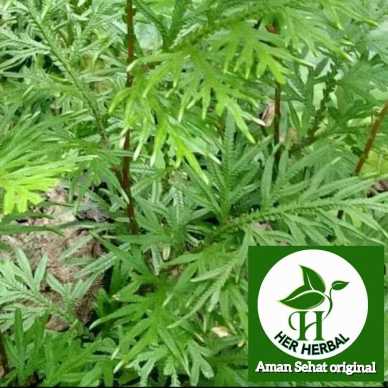 Jual daun cakar ayam segar fresh petik 1kg di Seller Herherbal165 ...